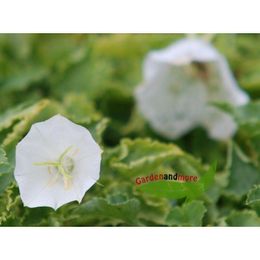 Karpatenglockenblume weiß Steingartenpflanze