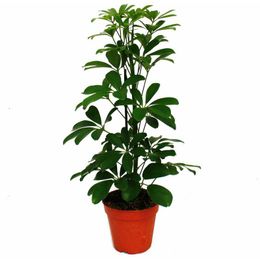 Exotenherz - Strahlenaralie - Schefflera arboricola Nora - grünlaubig - 1 Pflanze - pflegeleichte Zimmerpflanze - luftreinigend- 12cm Topf