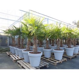 XXL Palme winterhart inkl. Pflanzkübel, 180 - 210 cm Trachycarpus fortunei, Hanfpalme, Top-Qualität