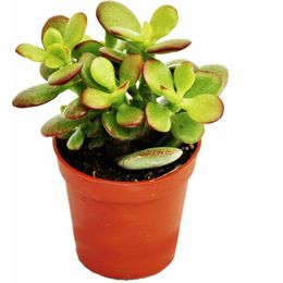 Crassula portulacea minor - Pfennigbaum - im 5,5cm Topf