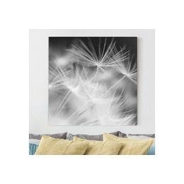 Bilderdepot24 Leinwandbild Blumen Natur Modern Pusteblumen schwarz weiss Bild auf Leinwand XXL