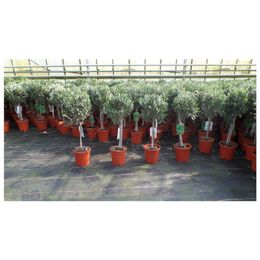 Olivenbaum Stamm Olive 80 - 100 cm hoch, beste Qualität, Olea Europaea