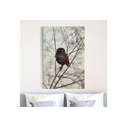 Bilderdepot24 Leinwandbild Tiere Vogel Wald Baum Ast Eule Winter beige Bild auf Leinwand XXL