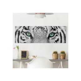 Bilderdepot24 Leinwandbild Tiere Modern Weißer Tiger schwarz weiss Bild auf Leinwand Groß XXL