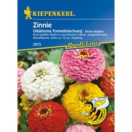 Kiepenkerl - Zinnie Oklahoma Formelmischung - Blumensamen