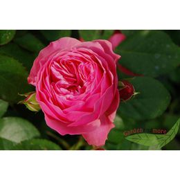 knallrosa Rose Leonardo da Vinci ® Dauerblüher gesunde Beetrose im Topf