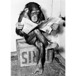 Close Up - Schimpanse liest Zeitung Chimpanzee reading newspaper b&w (1955)