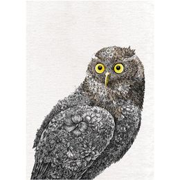 Maxwell & Williams Maxwell & Williams Marini Ferlazzo Birds Küchentuch de Design de Australian Owl de 100% Baumwolle, 50 x 70 cm - White