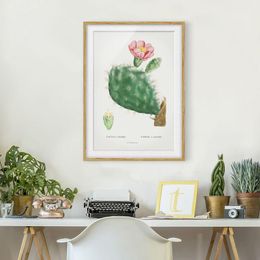 MICASIA - Bild mit Rahmen - Botanik Vintage Illustration Kaktus Rosa Blüte Größe HxB: 40cm x 30cm, Rahmen: Eiche