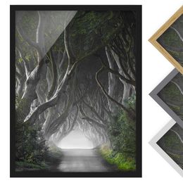 Bilderwelten Bild mit Rahmen Wald in Nordirland - gerahmte Wandbilder Print Wald B&auml;ume Natur 3D-Optik Wohnzimmer Schlafzimmer Bad Badezimmer K&uuml;che Flur Esszimmer