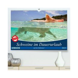 Calvendo Wandkalender Schweine im Dauerurlaub auf den Bahamas! (Premium