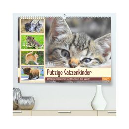 Calvendo Wandkalender Putzige Katzenkinder. Drollige Kätzchen entdecken die Welt! (Premium