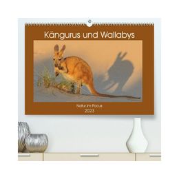Calvendo Wandkalender Kängururs und Wallabys (Premium