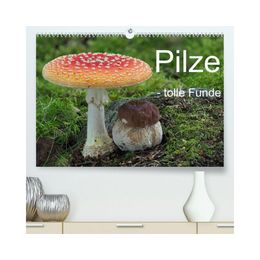 Calvendo Wandkalender Pilze