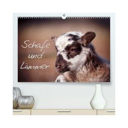 Calvendo Wandkalender Schafe und Lämmer (Premium