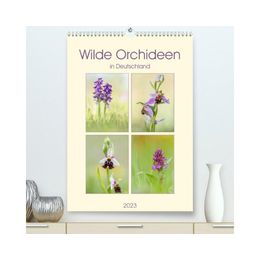 Calvendo Wandkalender Wilde Orchideen in Deutschland 2023 (Premium