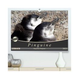 Calvendo Wandkalender Magellan-Pinguine (Premium