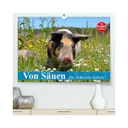 Calvendo Wandkalender Von Säuen die Schwein haben! (Premium