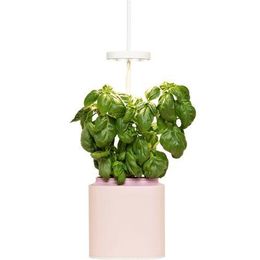 Prét a Pousser Pret a Pousser Nano Quartz Pink + Basil.Kapsel (DE-ÖKO-006)