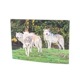 Cornelißen Postkarte 3D Postkarte Wolfsrudel