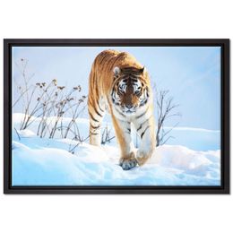 Pixxprint Leinwandbild Stolzer Tiger im Schnee