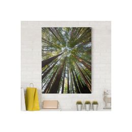 Bilderdepot24 Leinwandbild Wald Natur Modern Mammutbaum Baumkronen grün Bild auf Leinwand XXL