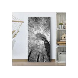 Bilderdepot24 Leinwandbild Wald Natur Bäume des Lebens schwarz weiss Bild auf Leinwand Groß XXL