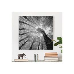 Bilderdepot24 Leinwandbild Wald Natur Bäume des Lebens schwarz weiss Bild auf Leinwand Groß XXL