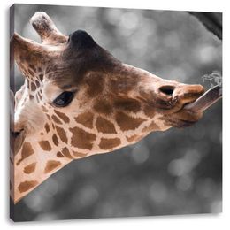 Pixxprint Leinwandbild Hungrige Giraffe mit Zweig