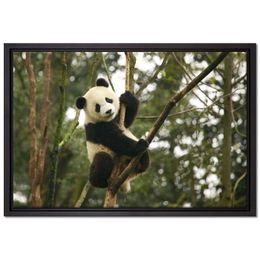 Pixxprint Leinwandbild niedlicher Pandabär auf Baum