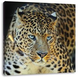 Pixxprint Leinwandbild Prächtiger Leopard