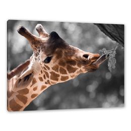 Pixxprint Leinwandbild Hungrige Giraffe mit Zweig