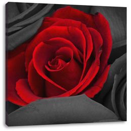 Pixxprint Leinwandbild romantische rote Rosen