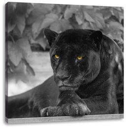 Pixxprint Leinwandbild schöner schwarzer Panther