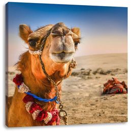 Pixxprint Leinwandbild Lustiges Kamel in Wüste