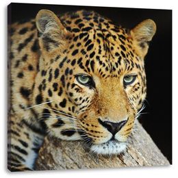 Pixxprint Leinwandbild Ruhiger Leopard