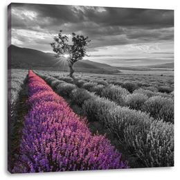 Pixxprint Leinwandbild Lavendelfeld mit Baum