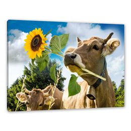 Pixxprint Leinwandbild Nahaufnahme Kuh mit Sonnenblume im Maul