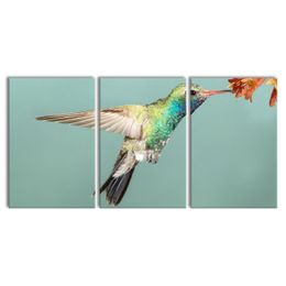 Pixxprint Leinwandbild Kolibri Vogel klein exotisch Dschungel Regenwald Südamerika Blüte bunt