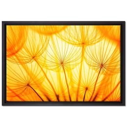 Pixxprint Leinwandbild Pusteblumen oranges Licht