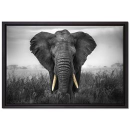 Pixxprint Leinwandbild prachtvoller Elefant
