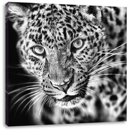 Pixxprint Leinwandbild Anmutiger Leopard