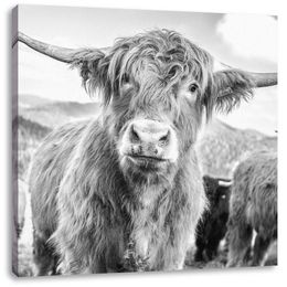 Pixxprint Leinwandbild Blick einer Kuh an der Weide