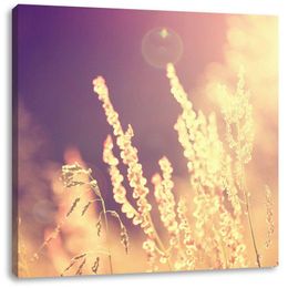 Pixxprint Leinwandbild Gräser im Sonnenuntergang