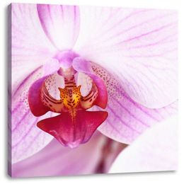 Pixxprint Leinwandbild Prächtige Rosa Orchidee