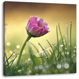 Pixxprint Leinwandbild rosa Gänseblümchen im Gras