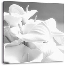 Pixxprint Leinwandbild weiße Calla Lilien Kunst B&W