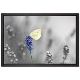 Pixxprint Leinwandbild schöner Schmetterling auf Lavendel