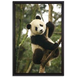 Pixxprint Leinwandbild niedlicher Pandabär auf Baum