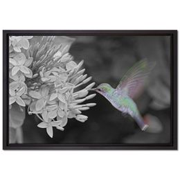 Pixxprint Leinwandbild Kolibri an Blüte